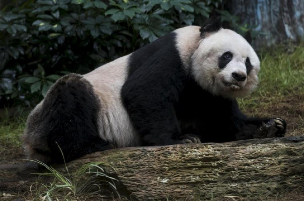 VIDEO: U Hong Kongu nalazi se nastarija panda Jia Jia