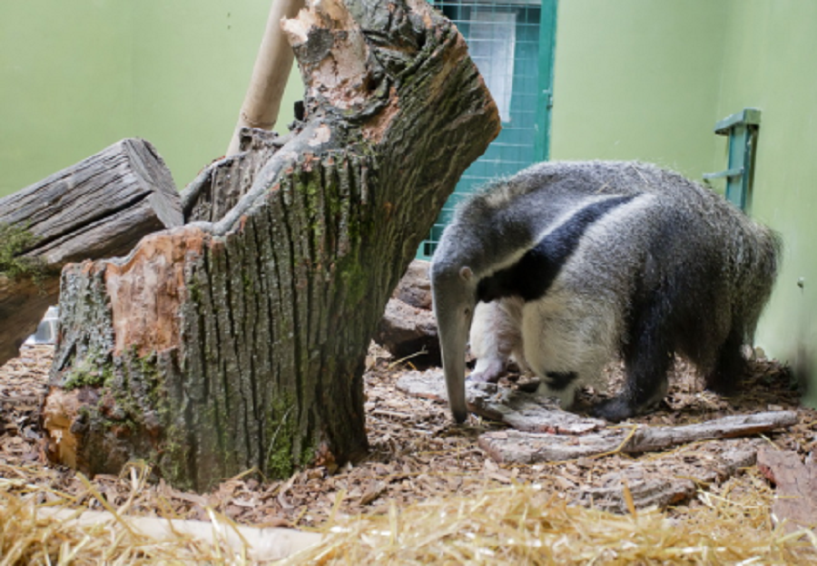 Divovski mravojed stigao u zagrebački Zoološki vrt iz Velike Britanije