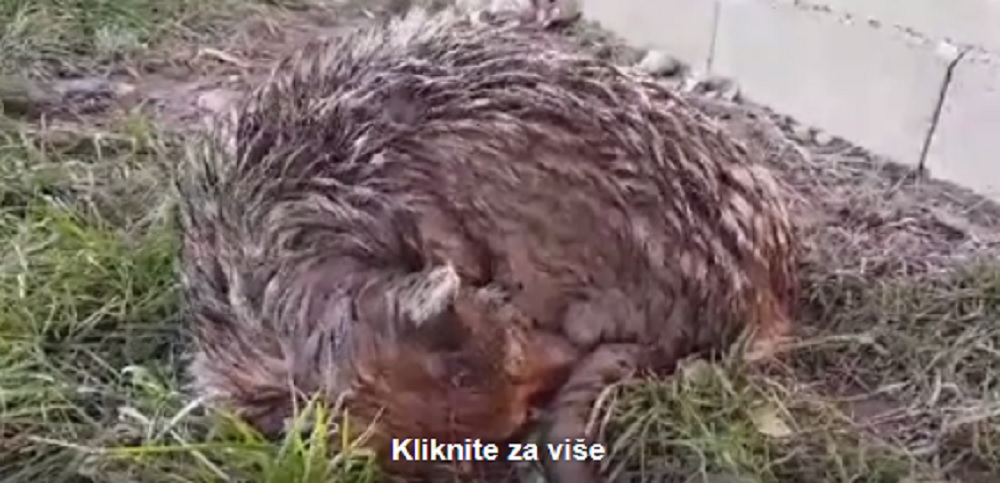 Uznemirujući video: u romskim naseljima i dalje mučki ubijaju pse