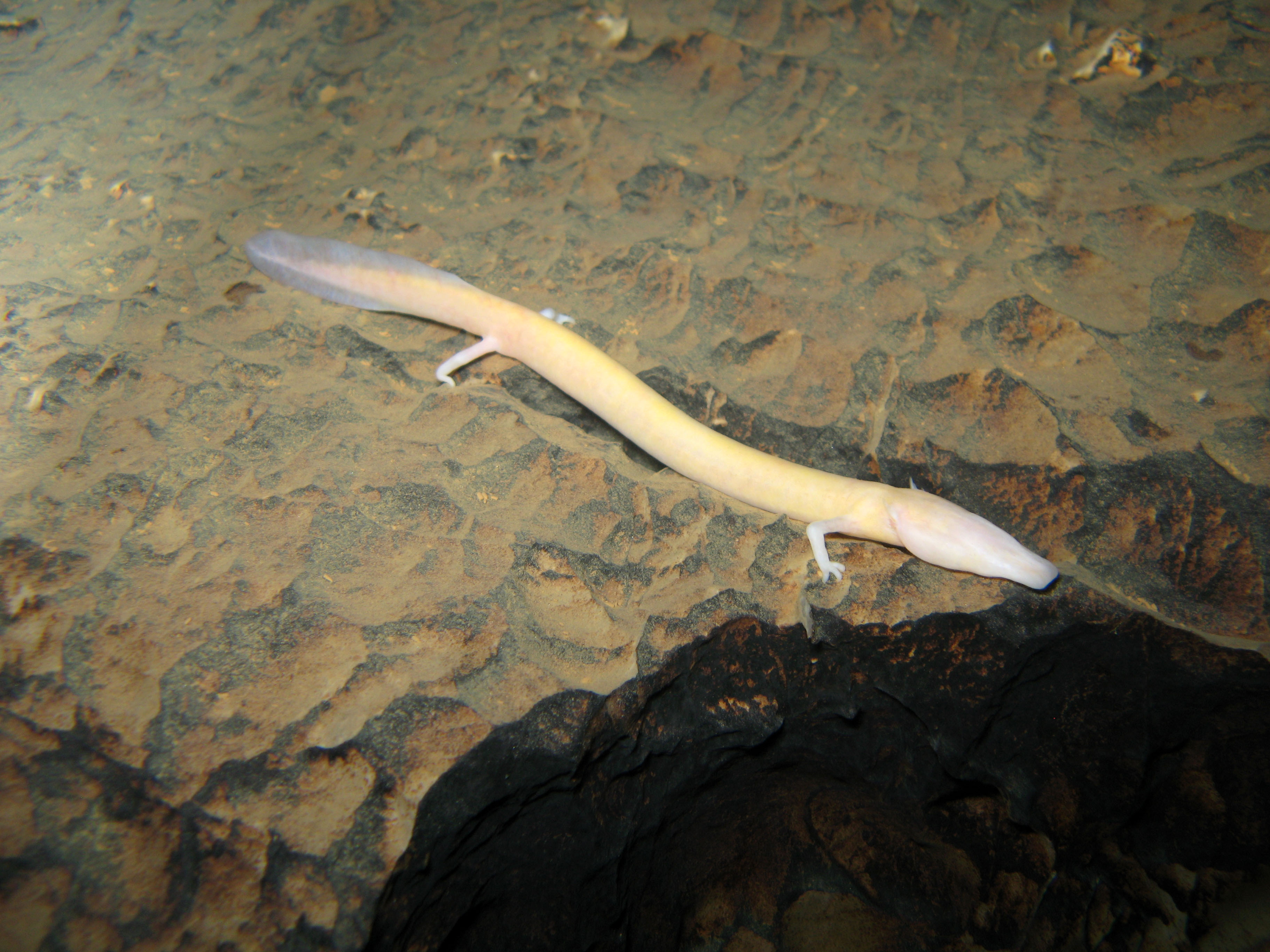 Biolozi: U Sloveniji tri vrste čovječje ribice, ali je populacija u padu