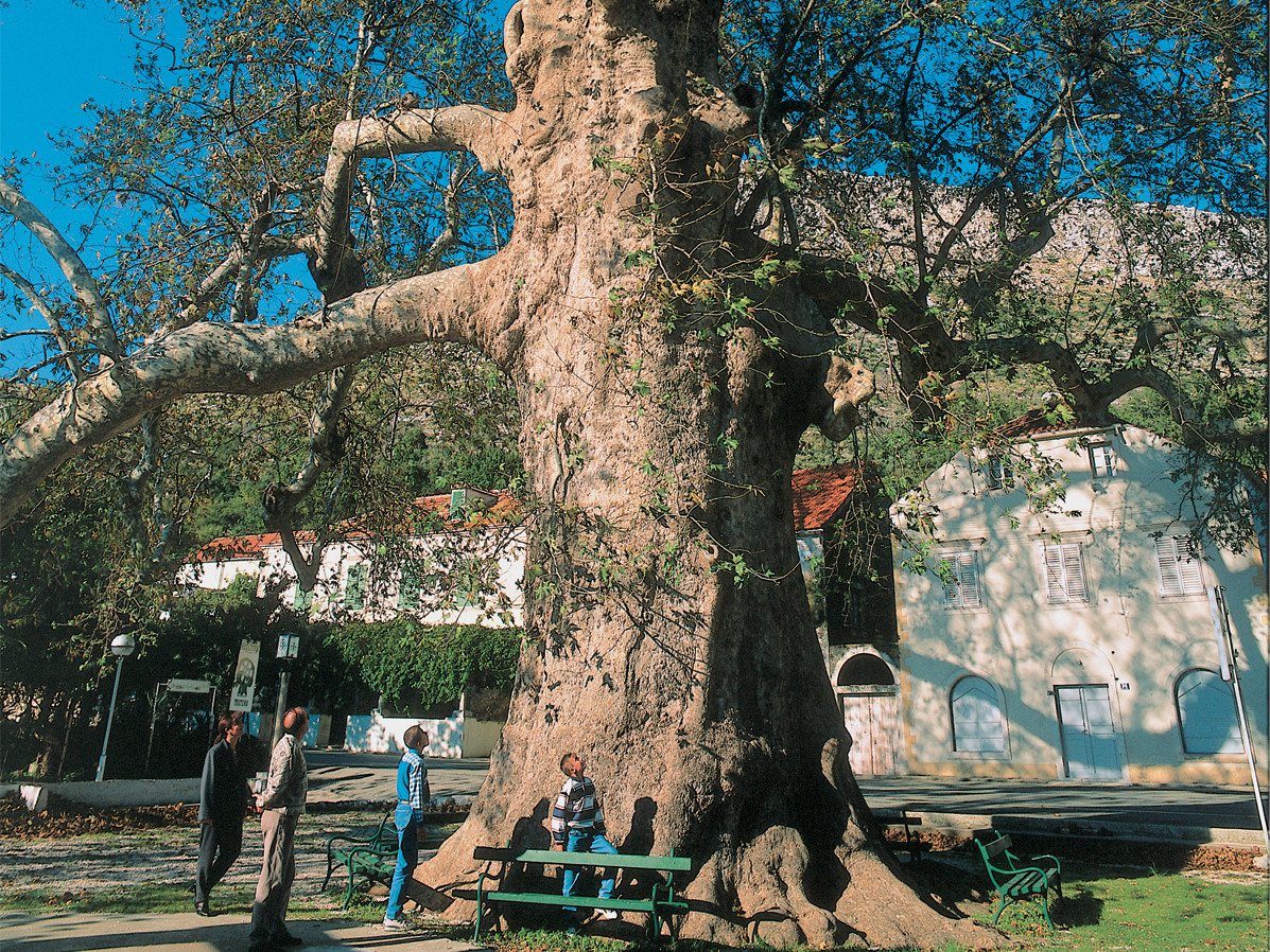 U konkurenciji za europsko stablo godine i jedna hrvatska platana, evo ...