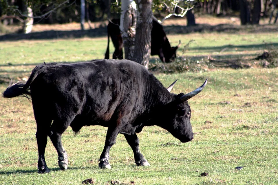 KAŠTELANSKI BIK Pobjegao pa se vratio i onda ponovno otišao; vlasnik ...