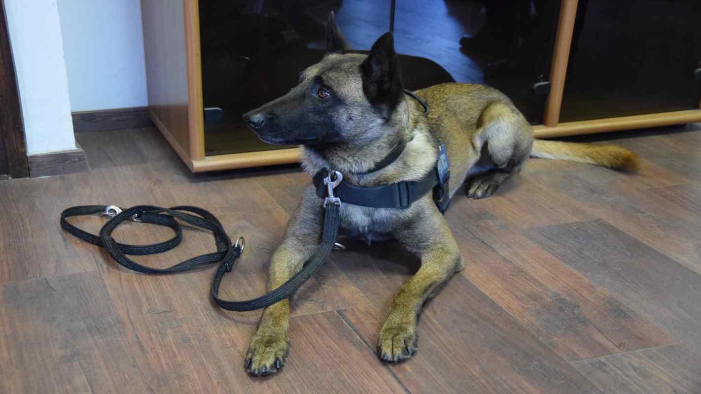 Policijski pas u zadarskom stanu bombe, streljivo, improvizirani pištolj...