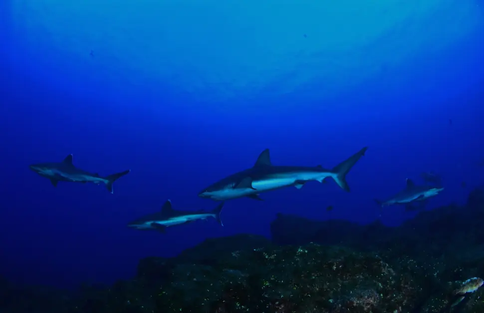 Posljednji napad morskog psa u Jadranu dogodio se prije 17 godina: 'To ...