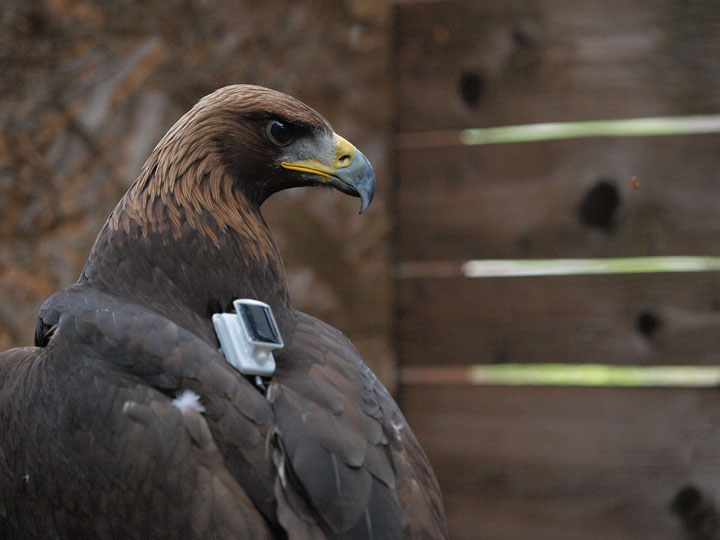 Nakon pola godine liječenja suri orao bit će pušten u prirodu