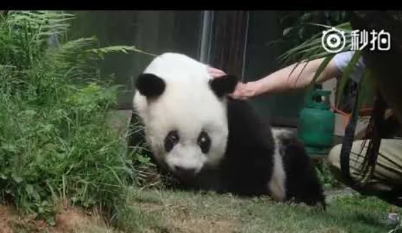 IMALA JE 100 LJUDSKIH GODINA Uginula najstarija panda na svijetu